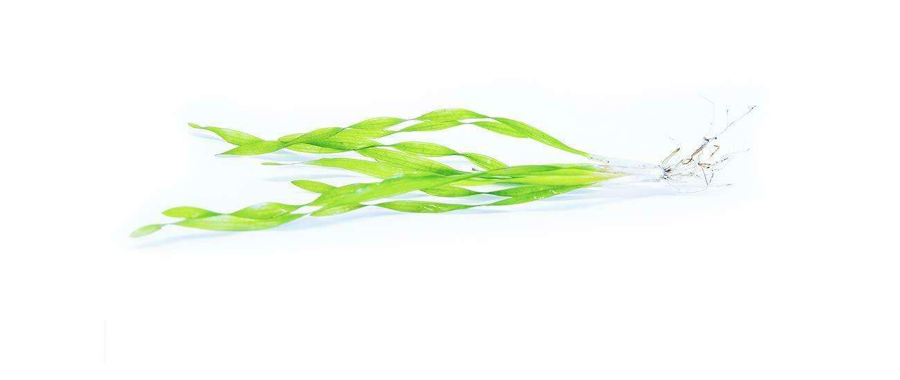 Vallisneria Tortifolia Corkscrew - 10 twisted vallis live aquarium aqu ...