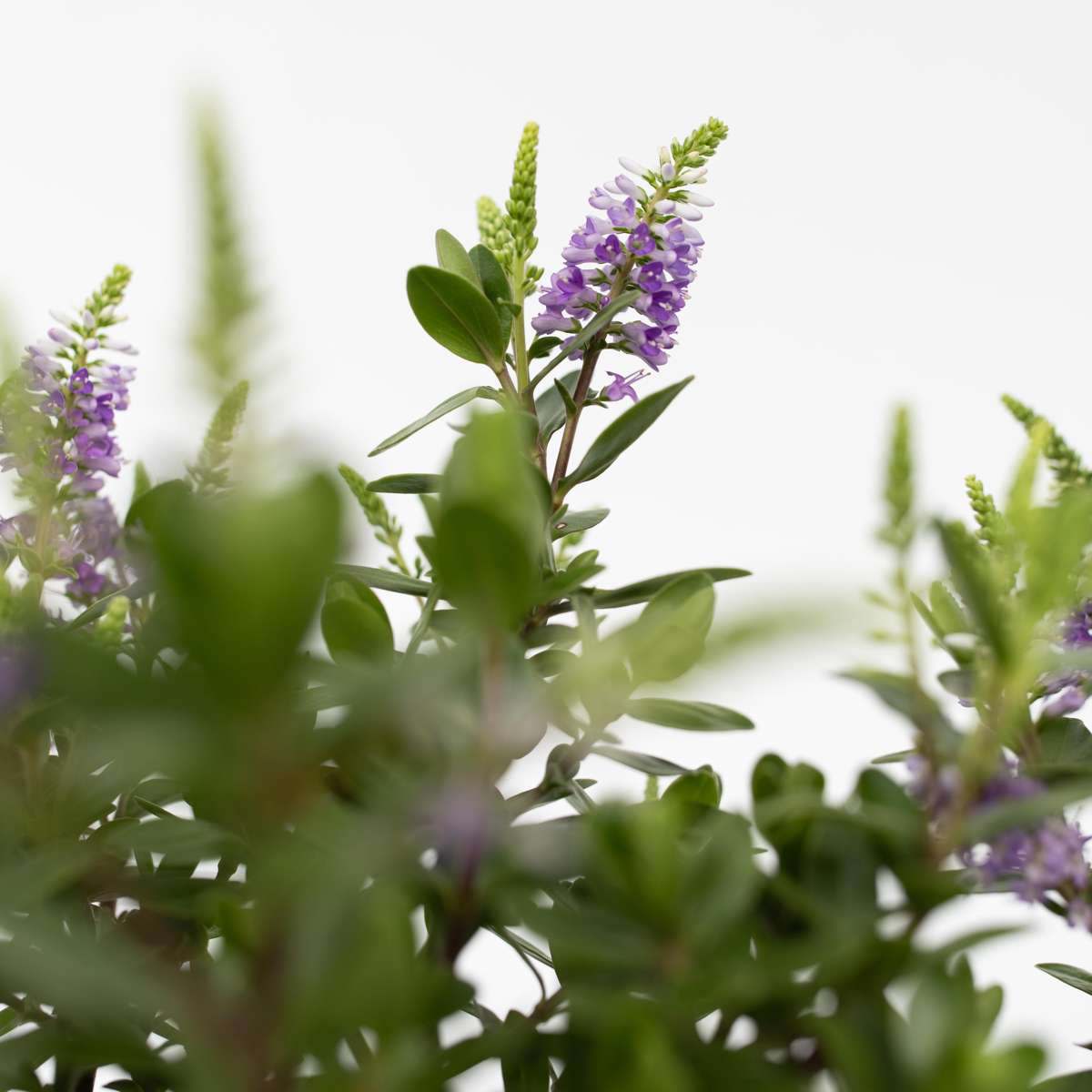 Evergreen Shrub - 3 pcs. - Hebe All Blooms 'Siara' - Height 30-35cm ...