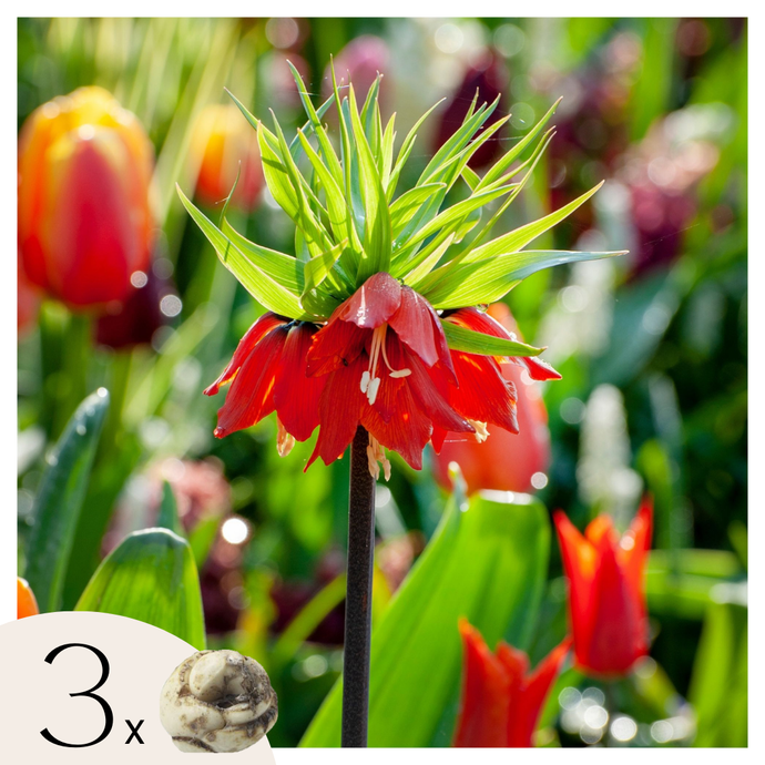 Snake's Head fritillary - 3 pcs. - Fritillaria rubra - Flower Bulbs ...