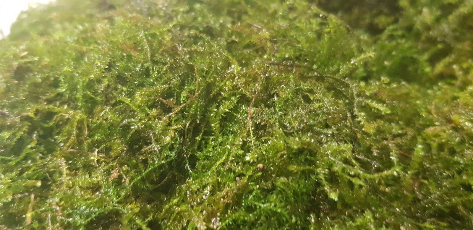 JAVA MOSS 20g - live aquarium carpet plant bogwood ornament fish fry s ...