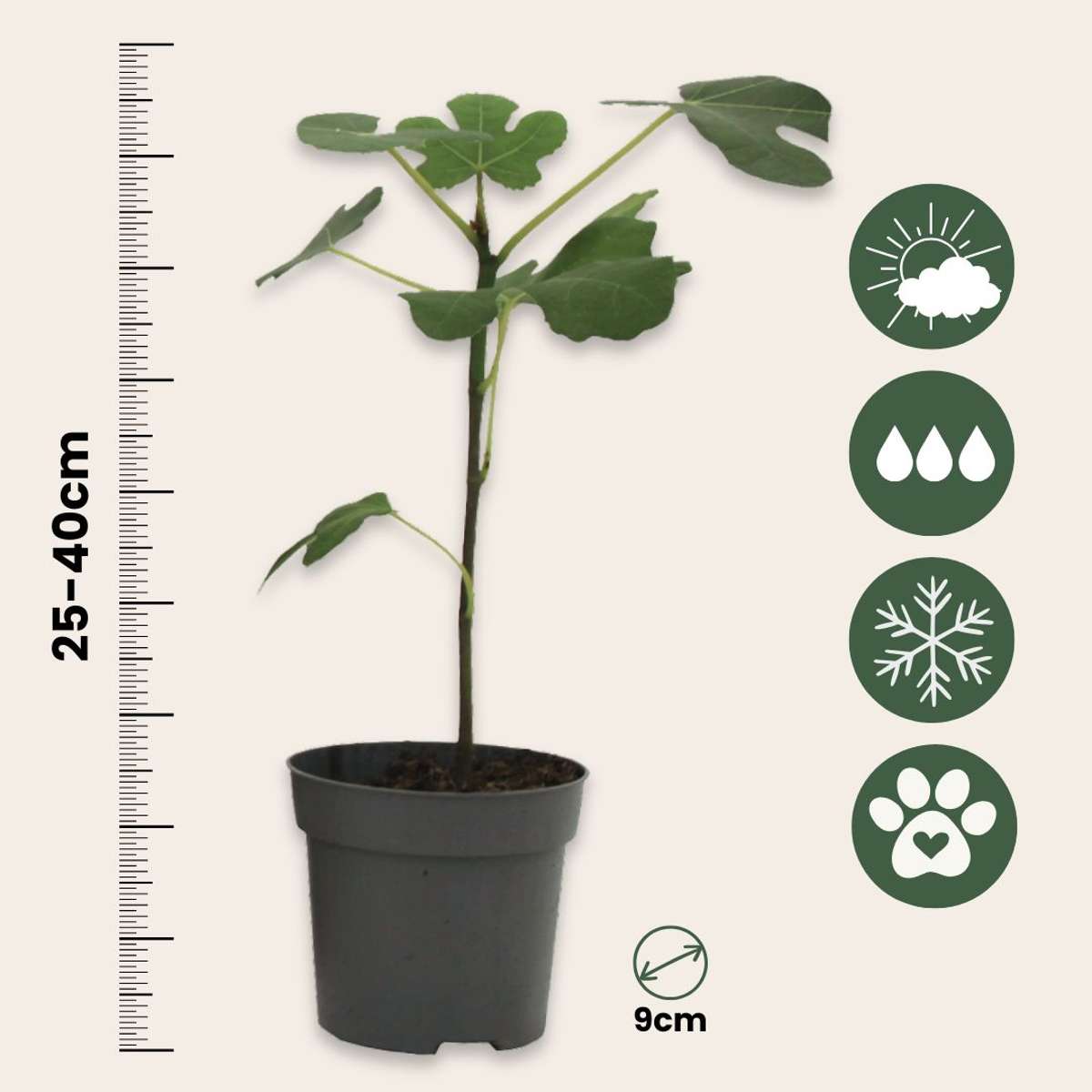 Common fig - 2 pcs. - Ficus carica 'Brown Turkey' - Height 25-40cm - ⌀ – Lincspplants