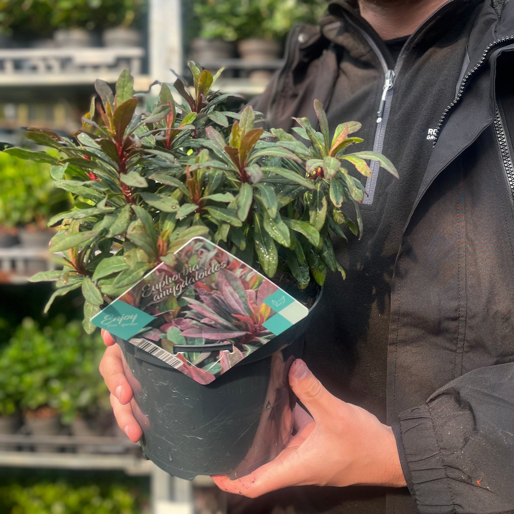 Euphorbia amygdaloides 'Ruby Glow' 3L – Lincspplants
