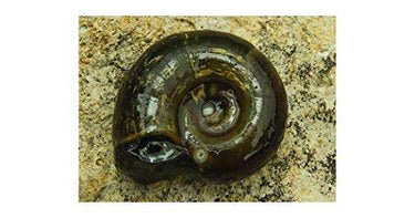 Flat Ramshorn Pond Snails x 5 Cold Water Aquarium Cleans Algae Freshwa ...
