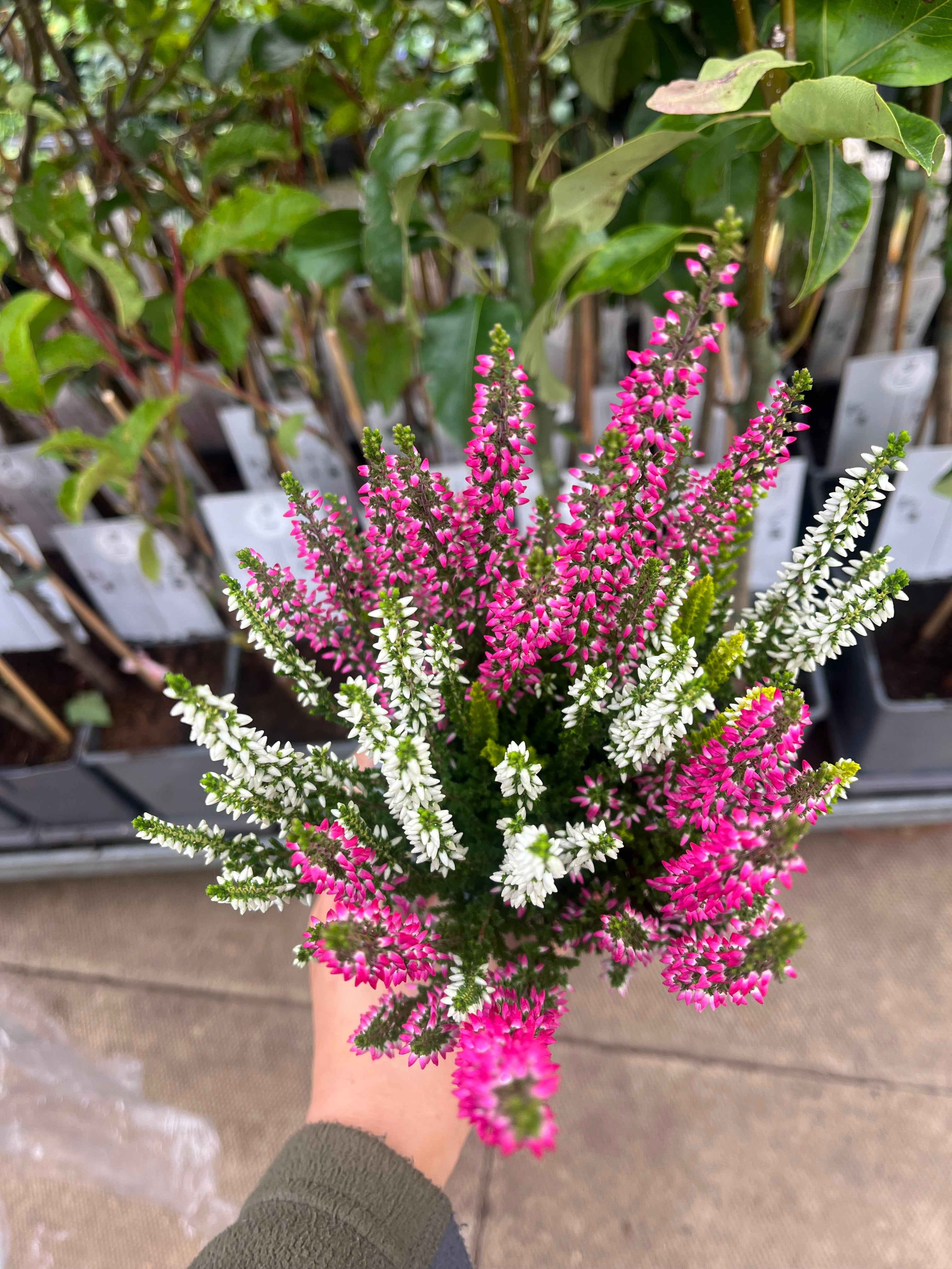 Calluna vulgaris Trio 9cm – Lincspplants