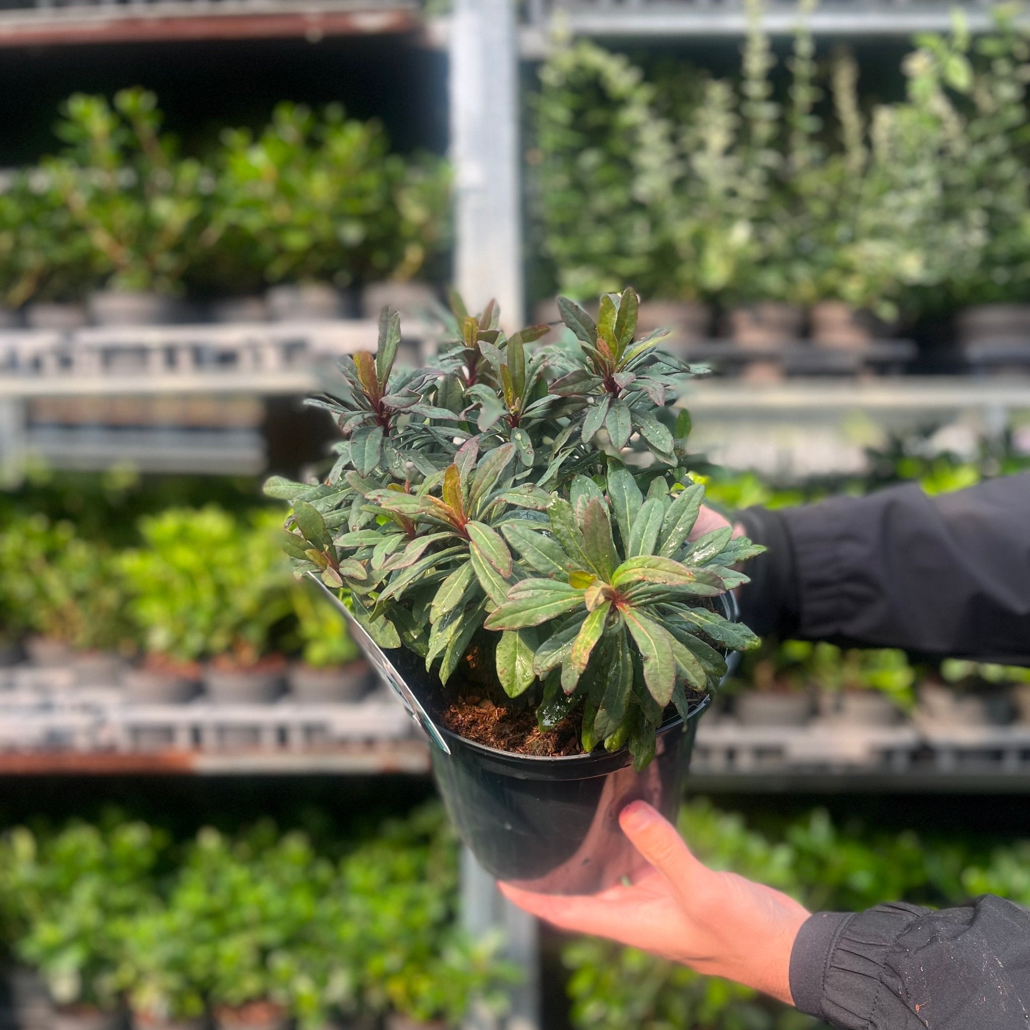 Euphorbia amygdaloides 'Ruby Glow' 3L – Lincspplants