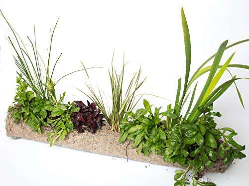 Plant Hessian Kit x 8 Plants - 1 Meter Compost Planter - Live Water Pl ...