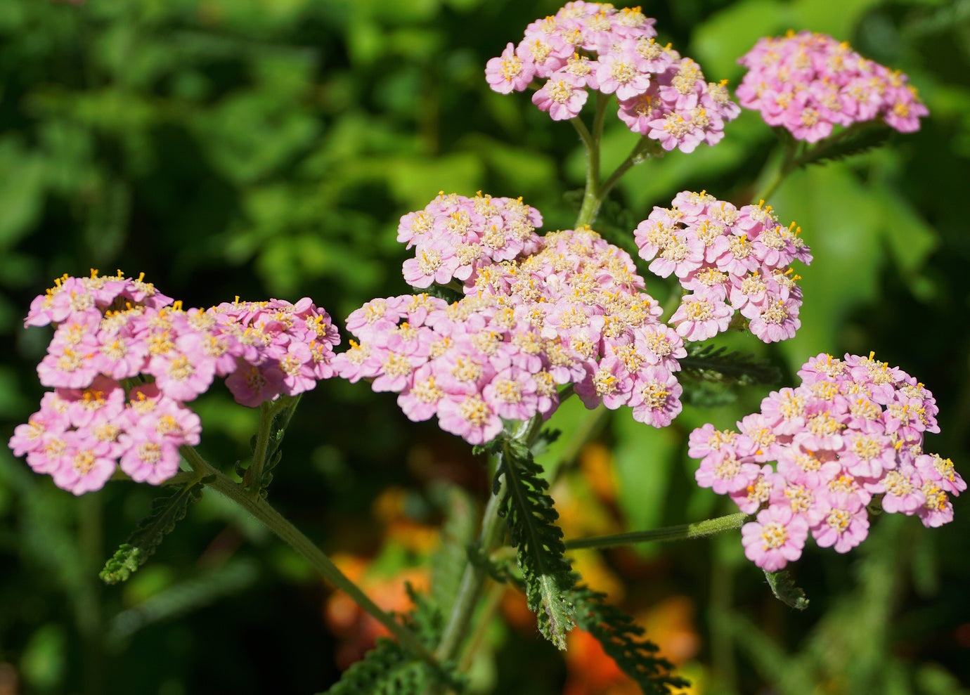 Achillea 'Tutti Frutti Pink Grapefruit' - 2026 – Lincspplants