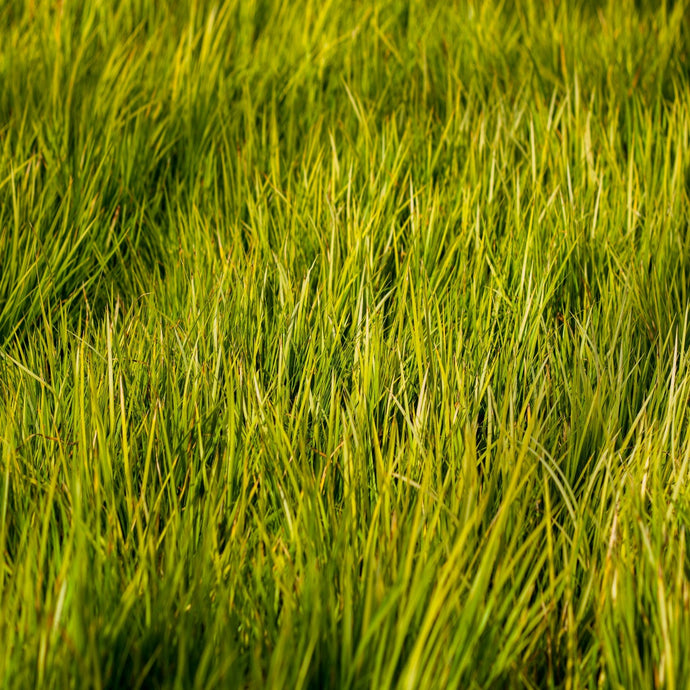 Acorus gramineus 'Hakuro Nishiki' 9cm – Lincspplants