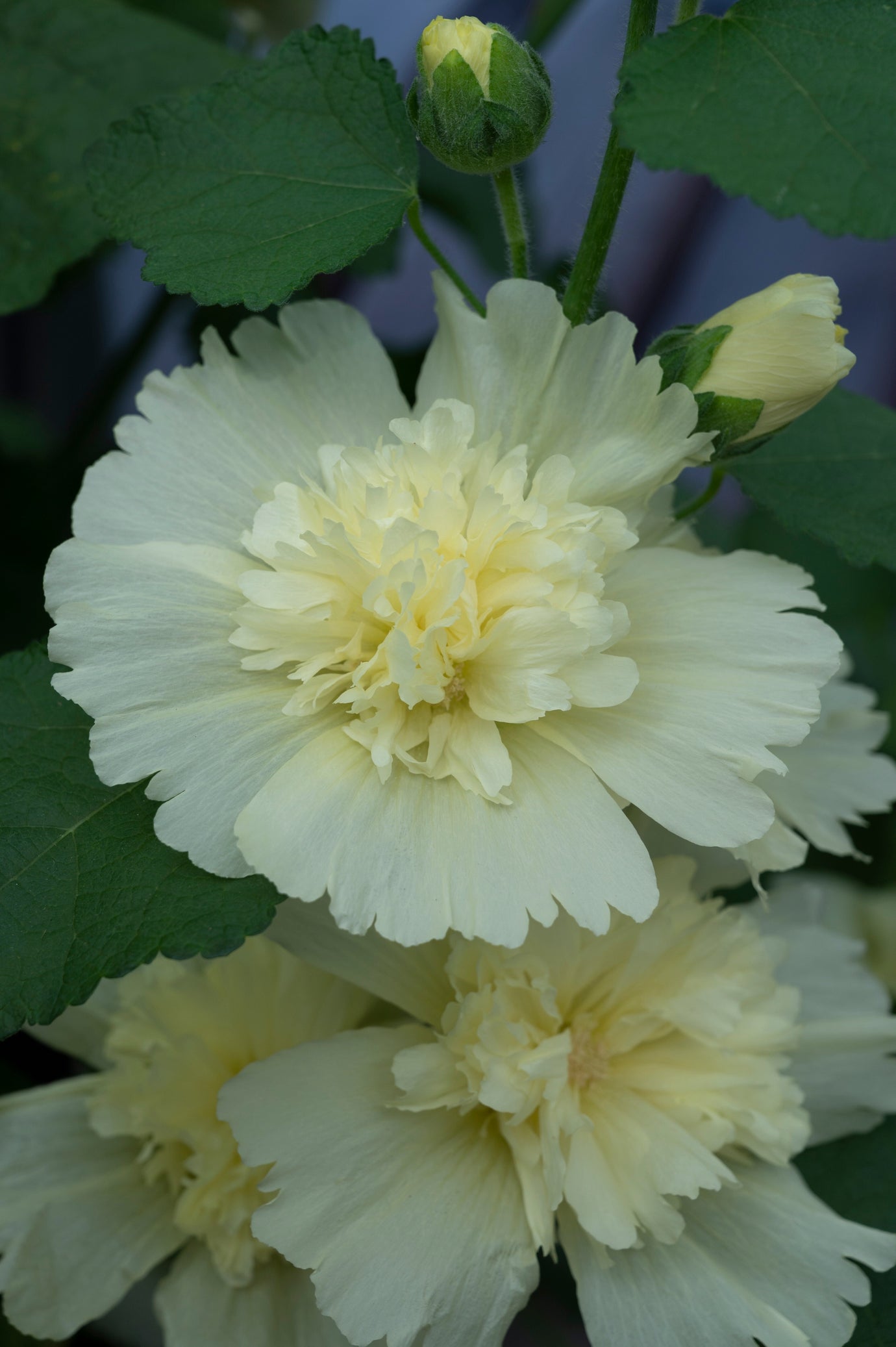 Alcea rosea 'Spring Celebrities Lemon' - 2026 – Lincspplants