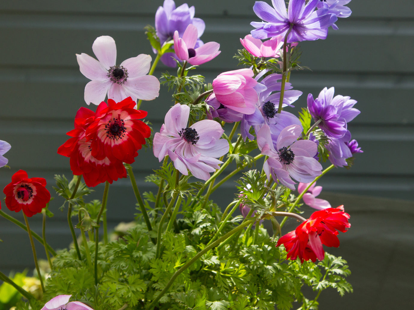 Anemone coronaria 'St. Brigid' Bulb – Lincspplants