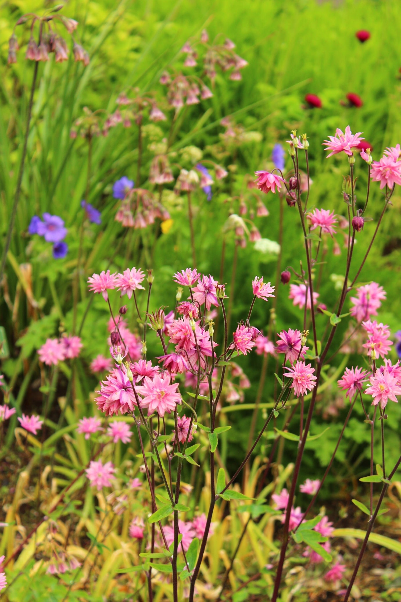 Aquilegia vulgaris 'Rose Barlow' - 2026 – Lincspplants