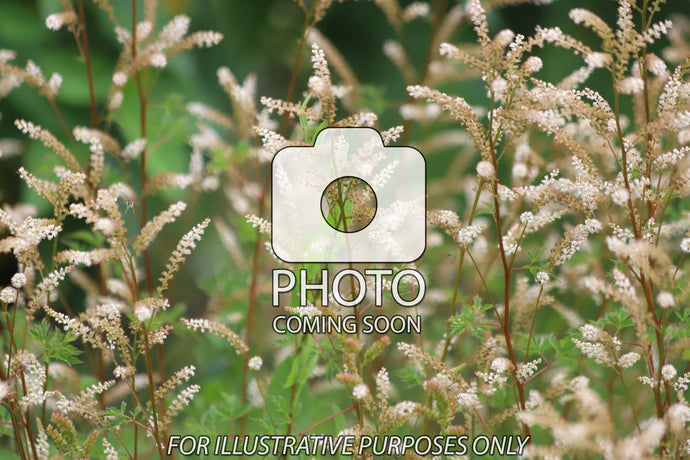 Aruncus 'Sparkles' - 2026 – Lincspplants