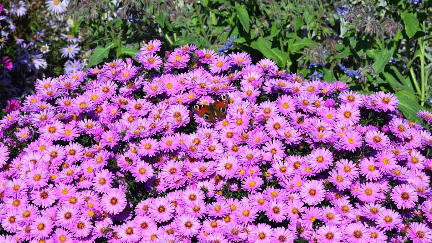 Aster 'Apollo' - 2026 – Lincspplants