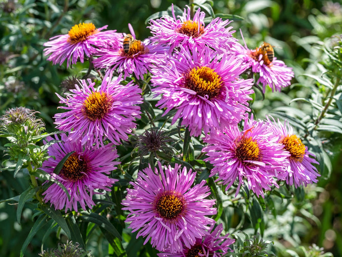 Aster 'Peter Pan' - 2026 – Lincspplants