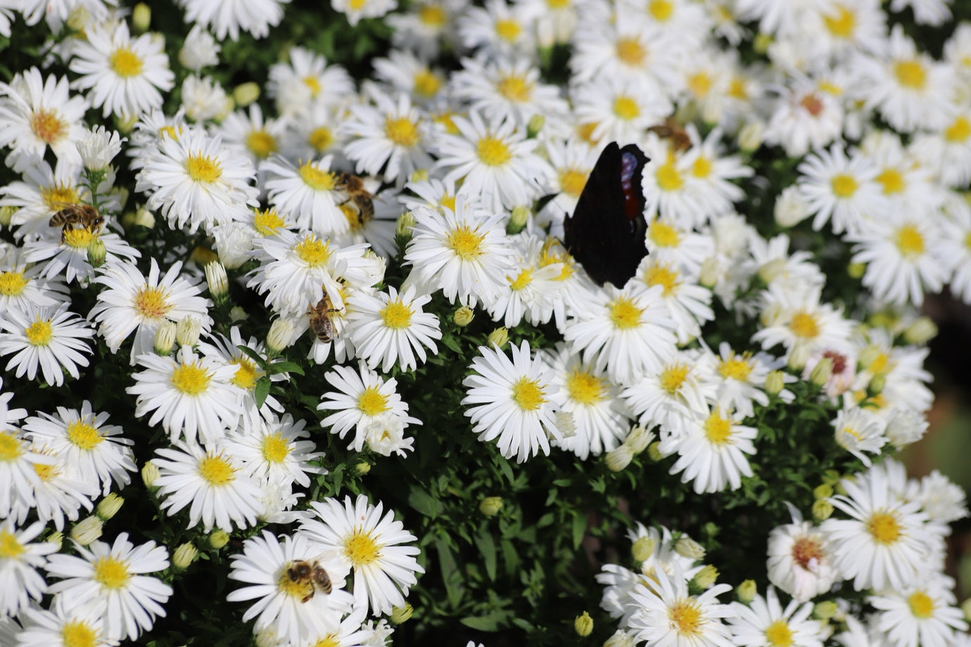 Aster 'Snowsprite' - 2026 – Lincspplants
