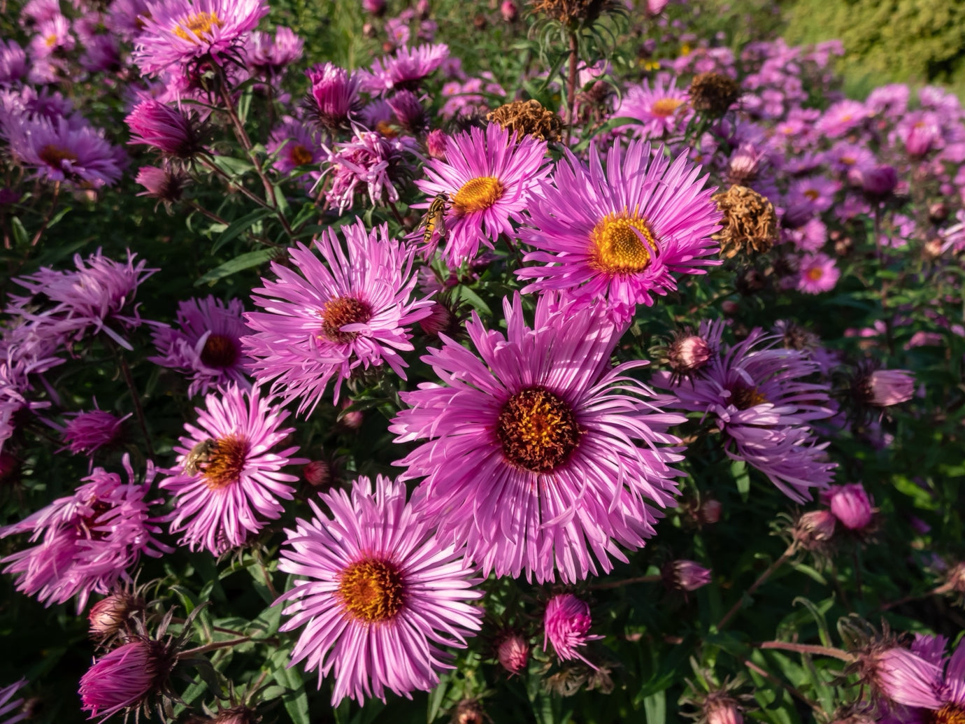 Aster novae-angliae 'Barr's Pink' - 2026 – Lincspplants