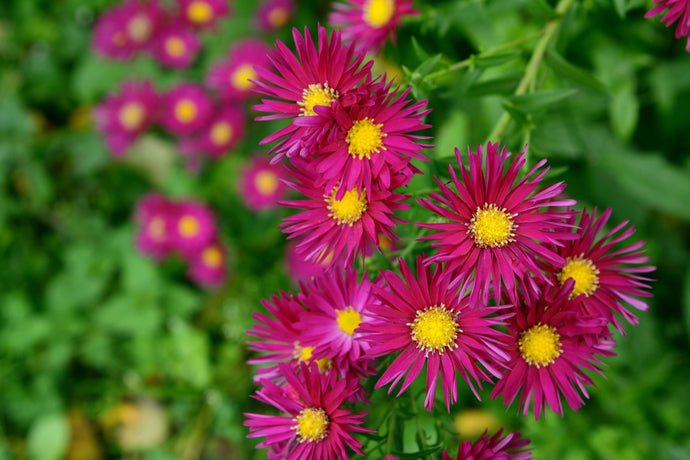 Aster novae-belgii 'Crimson Brocade' - 2026 – Lincspplants