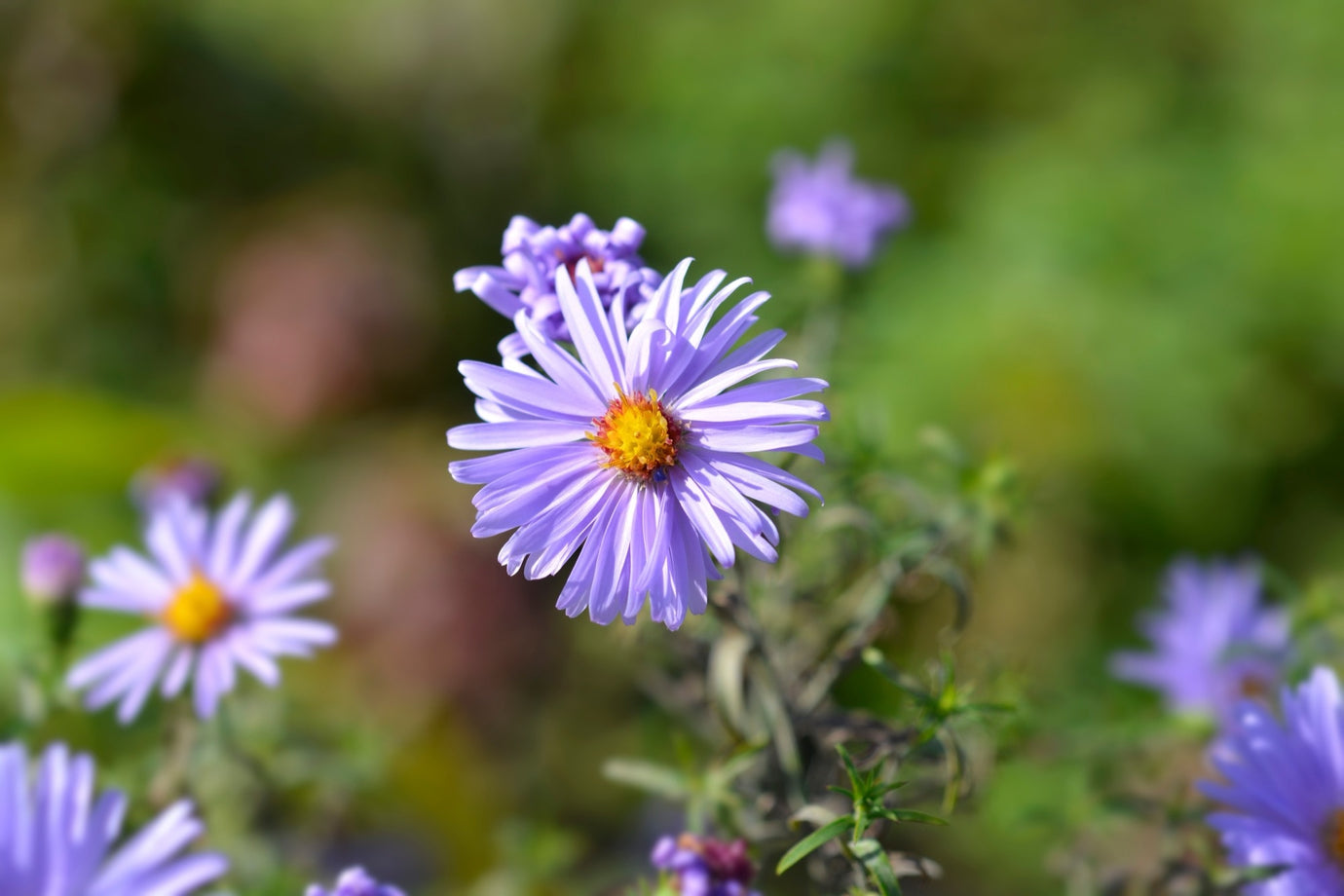 Aster novae-belgii 'Milka' - 2026 – Lincspplants
