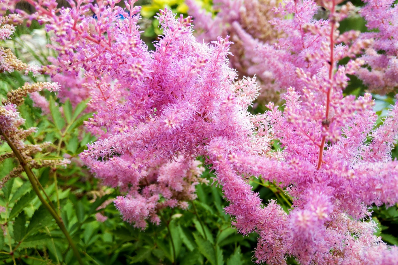 Astilbe × arendsii 'Darwin's Dream' - 2026 – Lincspplants
