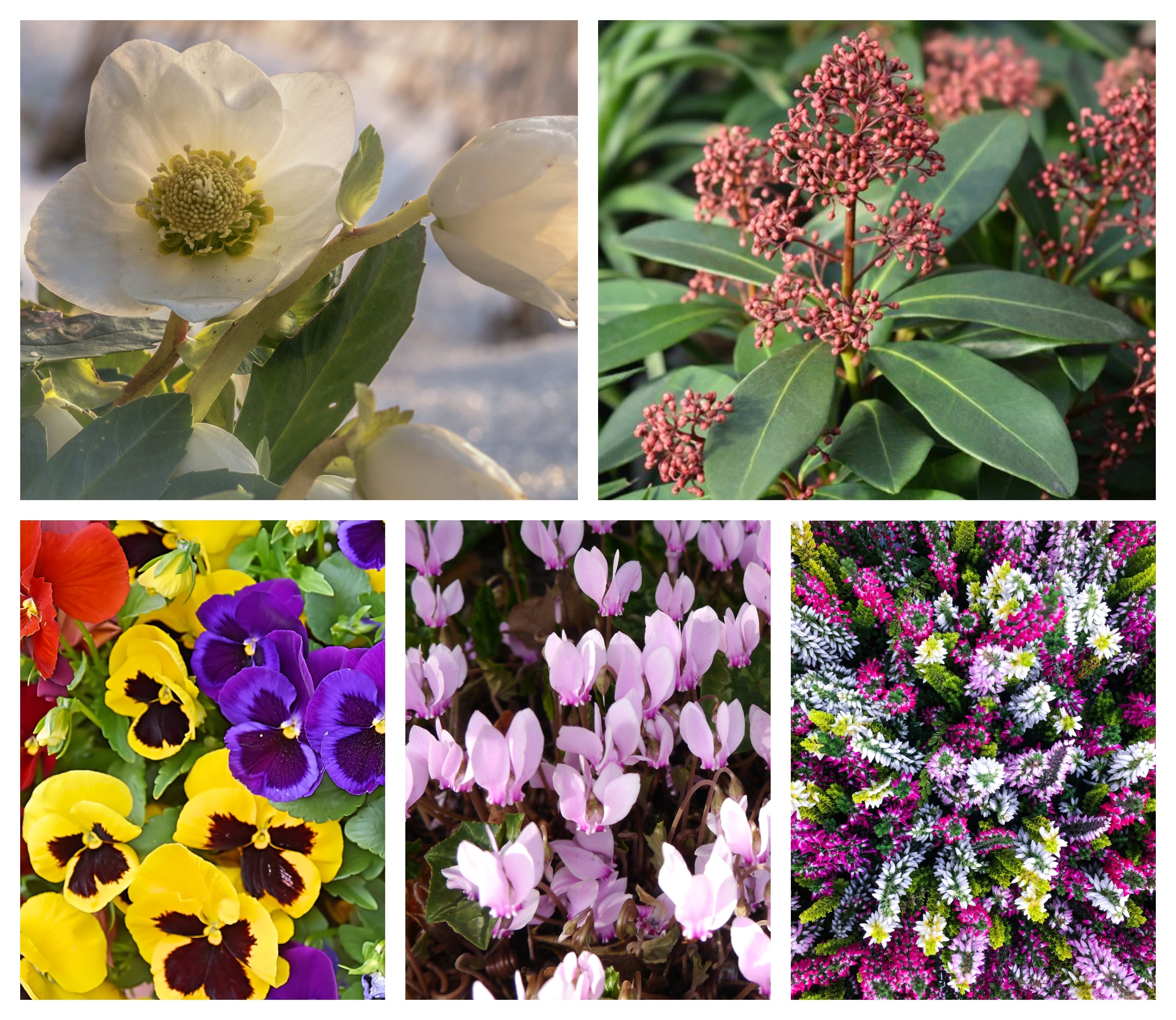 Autumn & Winter Flowering Mix – Lincspplants