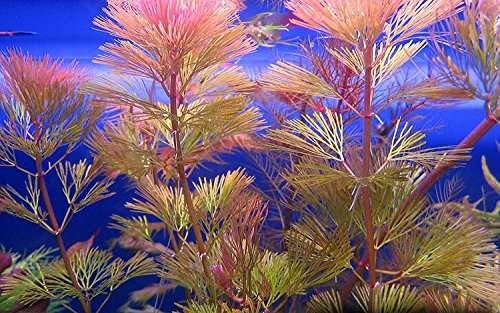 Cabomba Piauhyensis - submerged - Aquarium Strands – Lincspplants
