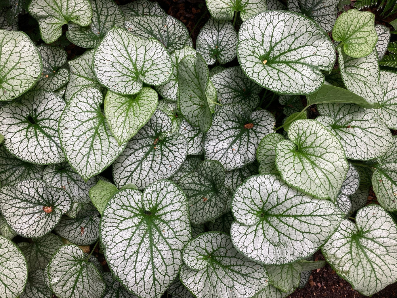 Brunnera macrophylla 'Alexander's Great' - 2026 – Lincspplants
