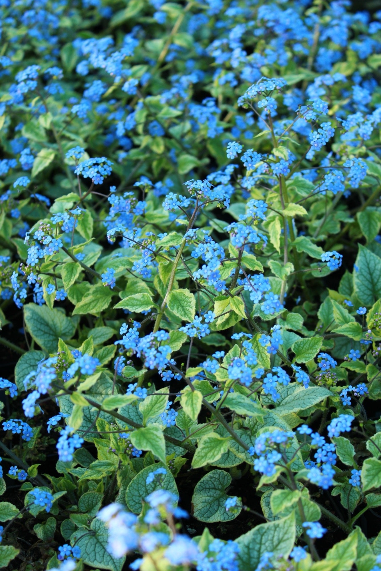 Brunnera macrophylla 'King's Ransom' - 2026 – Lincspplants