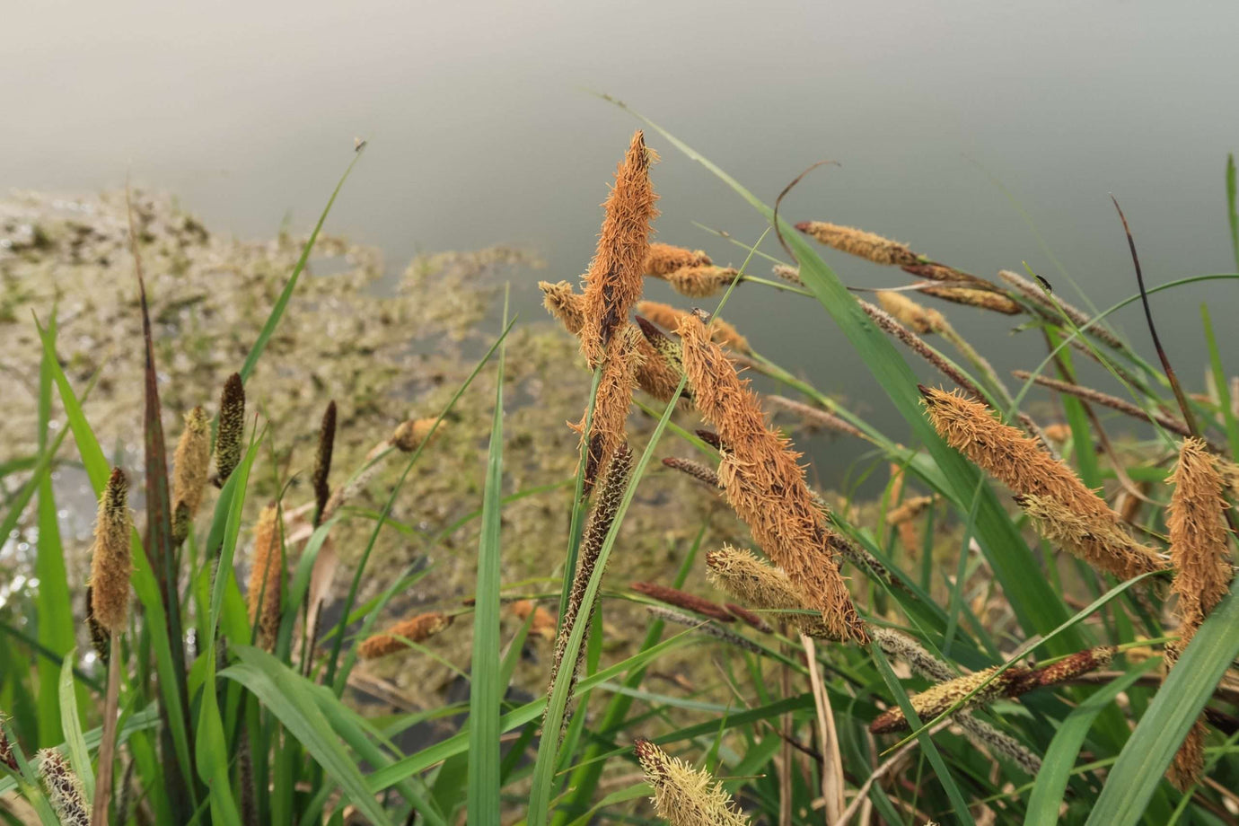 Carex Acutiformis (Slender sedge) - Marginal Pond Plants - MP021 ...