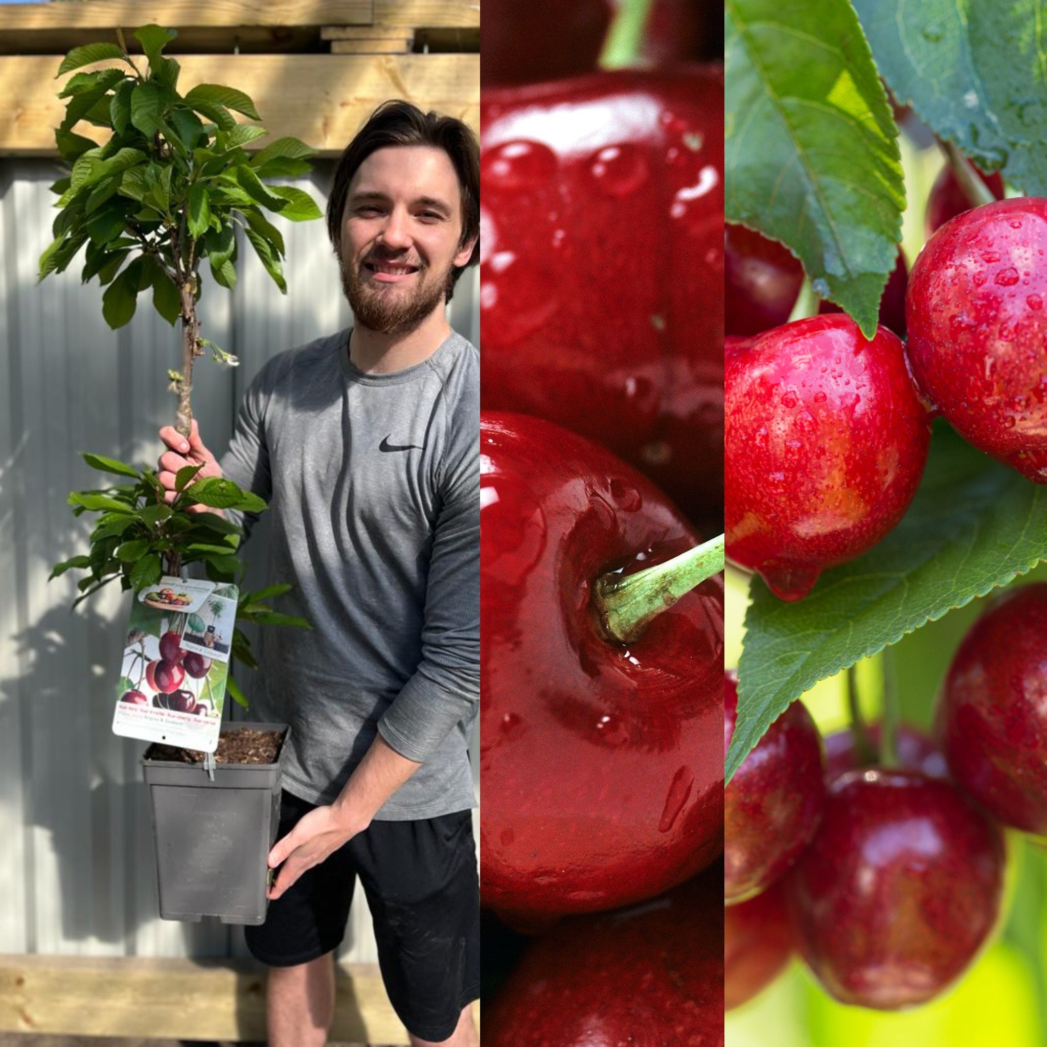 Dwarf/Patio Duo Cherry Tree - Sunburst + Regina (2 in 1) – Lincspplants