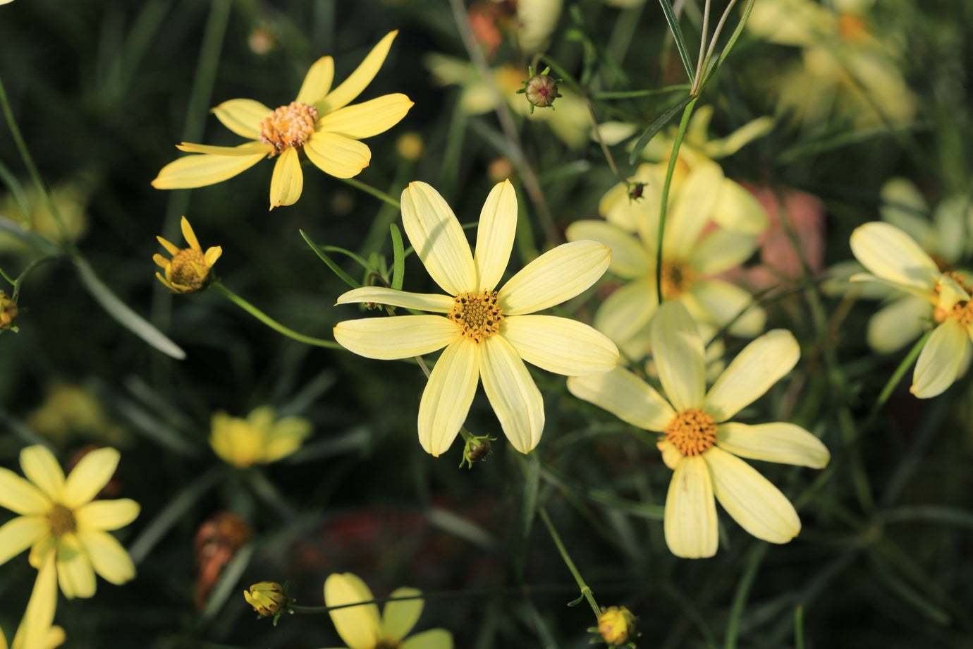 Coreopsis verticillata 'Moonbeam' - 2026 – Lincspplants