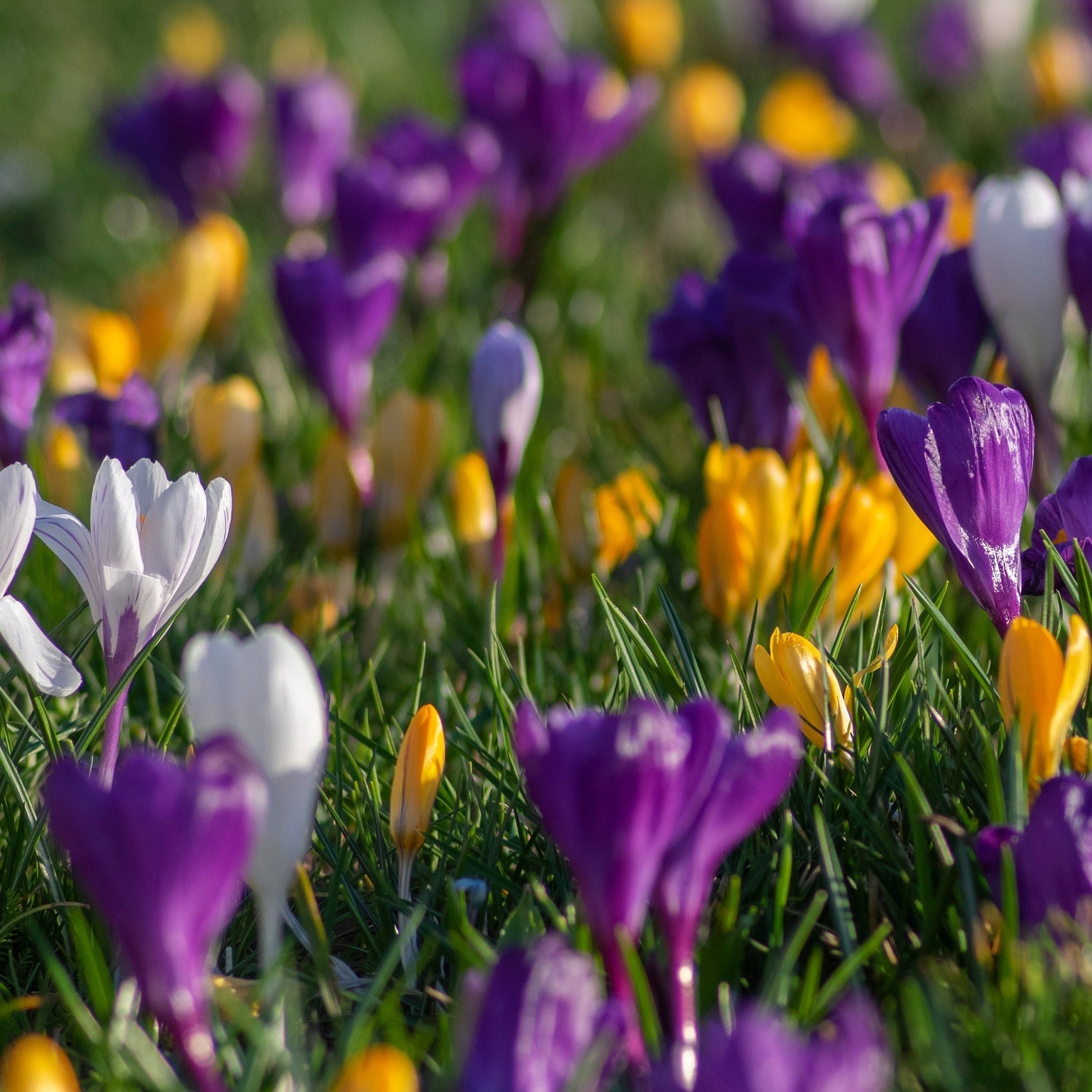 Crocus Botanical Mixed Bulbs (15/30 Bulbs) – Lincspplants