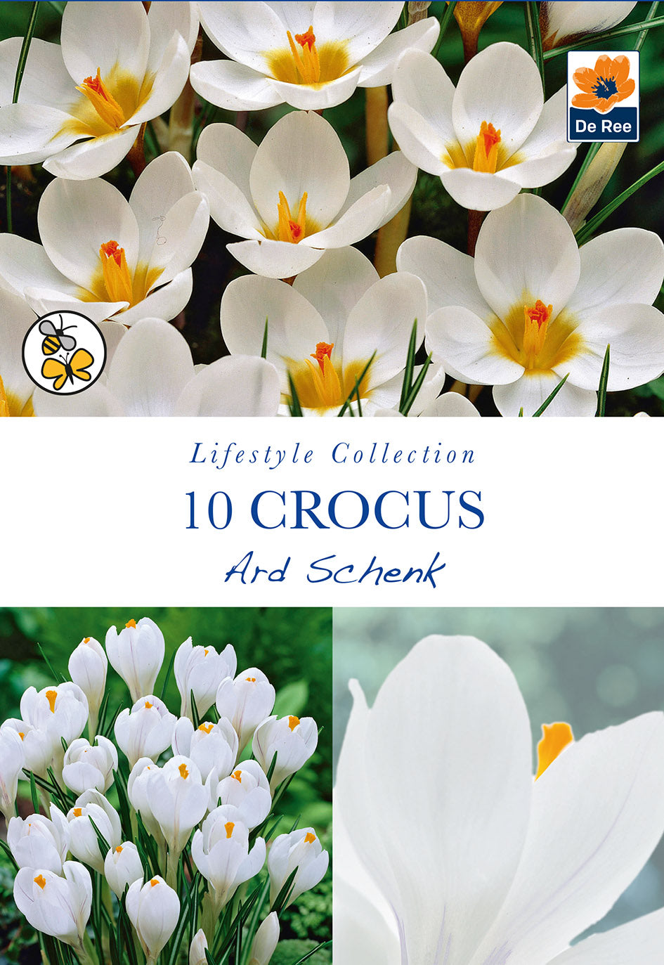 Crocus Ard Schenk (10 Bulbs) – Lincspplants