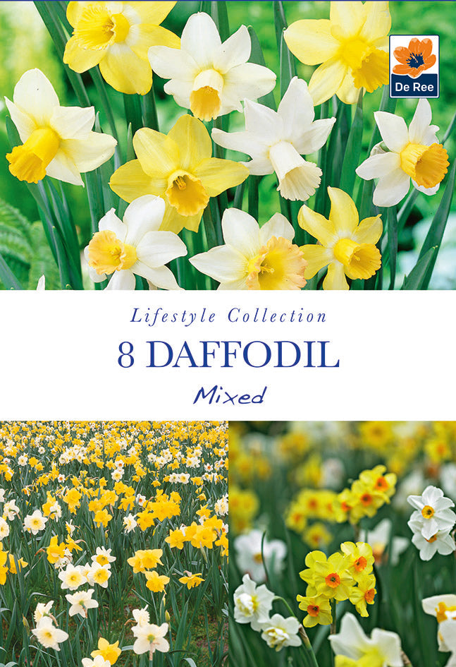 Daffodil Mixed (7 Bulbs) – Lincspplants
