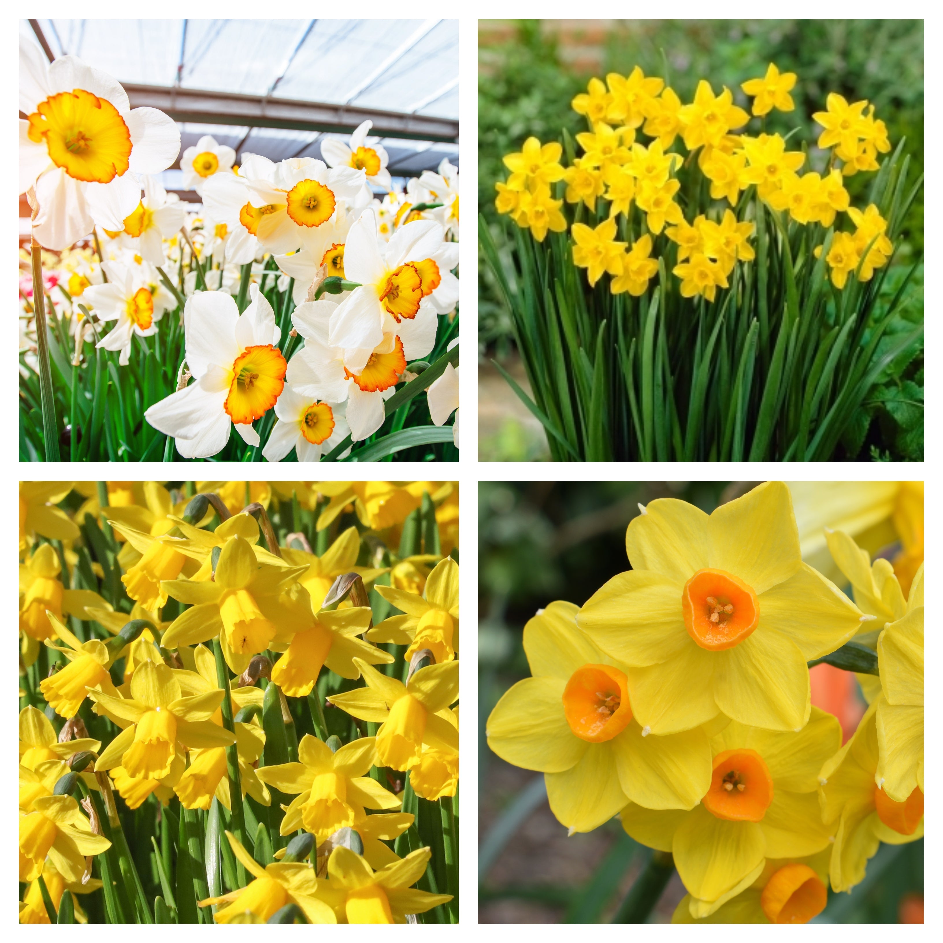 Special offer: Mystery Daffodil Box (5/10 Packs) – Lincspplants