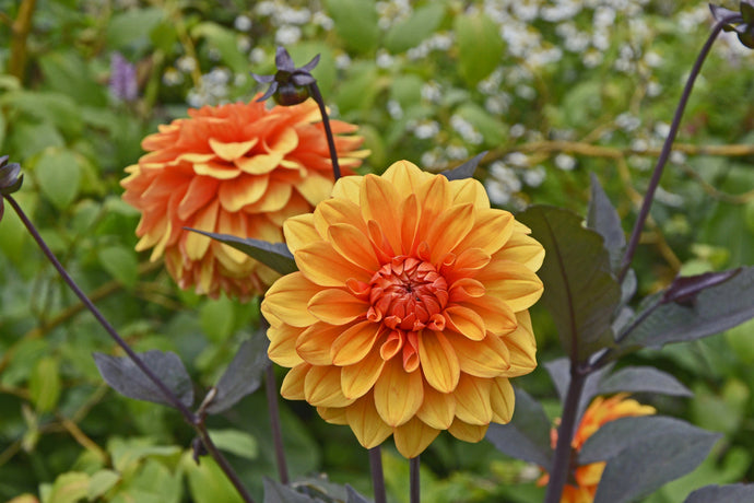 Dahlia 'David Howard' - 2026 – Lincspplants