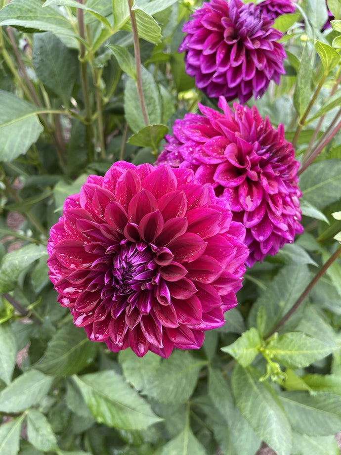 Dahlia 'Diva US' Bulb - 2026 – Lincspplants