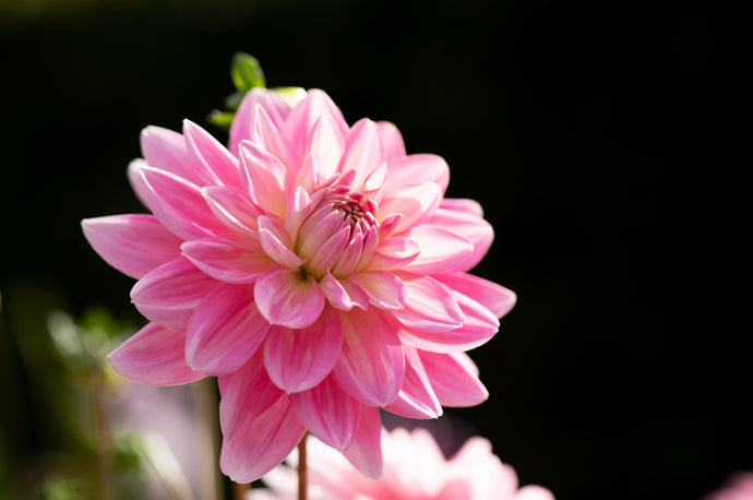 Dahlia 'Gerrie Hoek' - 2026 – Lincspplants