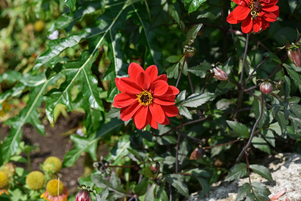 Dahlia 'HS Romeo' Bulb - 2026 – Lincspplants