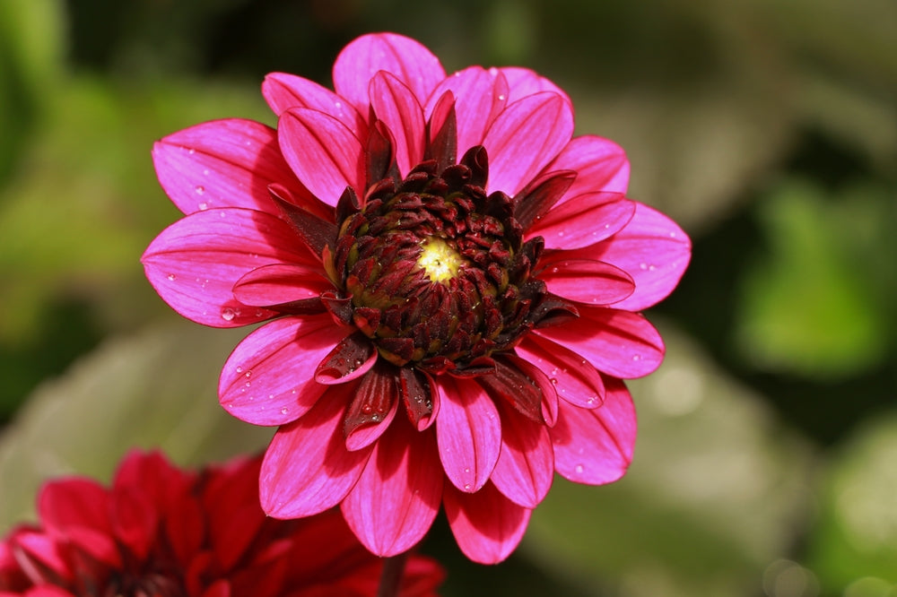 Dahlia 'Jennifer Mary Ellen' Bulb - 2026 – Lincspplants