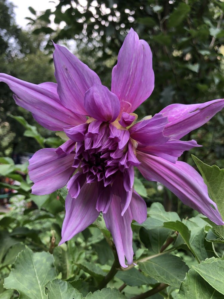 Dahlia 'Lavender Ruffles' Bulb - 2026 – Lincspplants