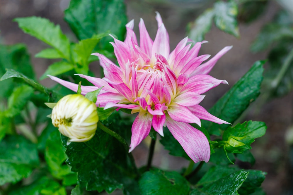 Dahlia 'Le Castel' Bulb - 2026 – Lincspplants