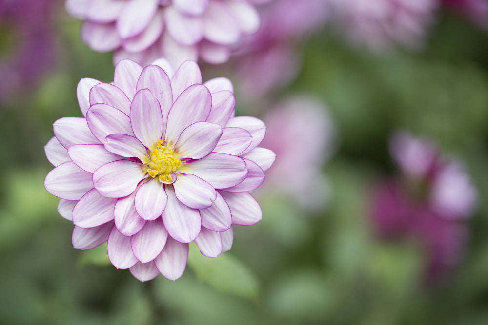 Dahlia 'Melody Allegro' Bulb - 2026 – Lincspplants