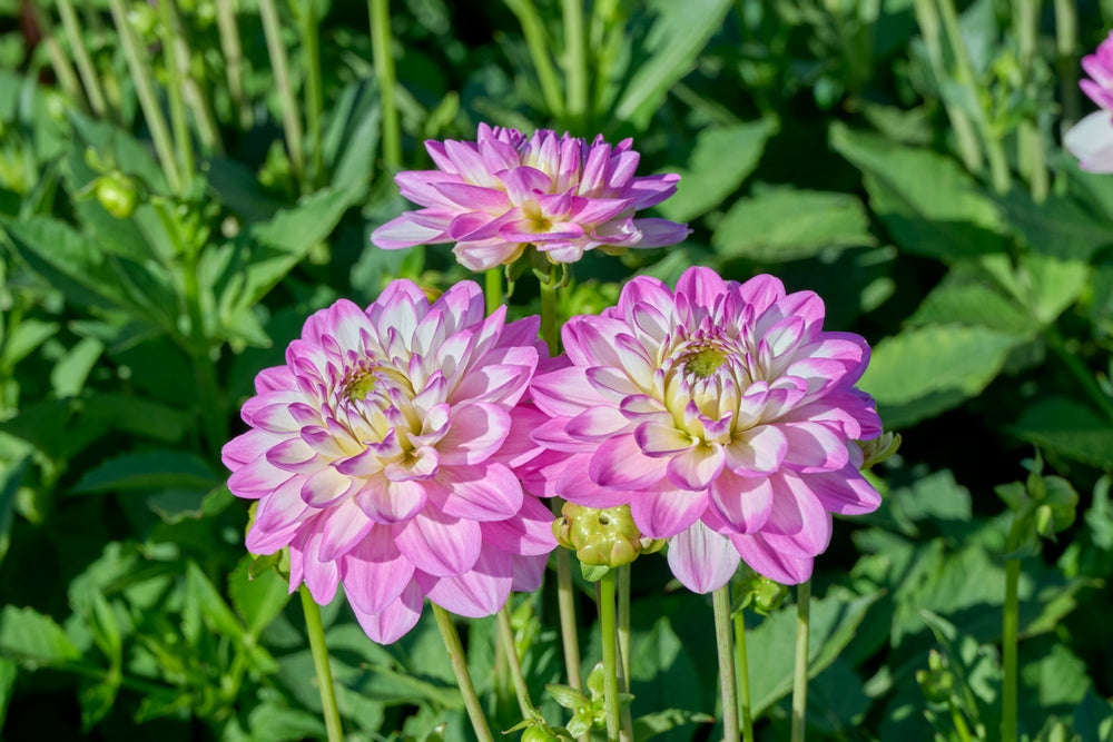Dahlia 'Melody Dixie' Bulb - 2026 – Lincspplants