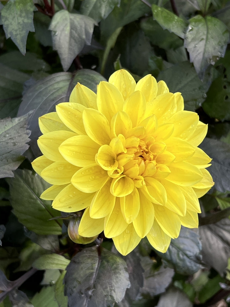 Dahlia 'Meteorite' Bulb - 2026 – Lincspplants