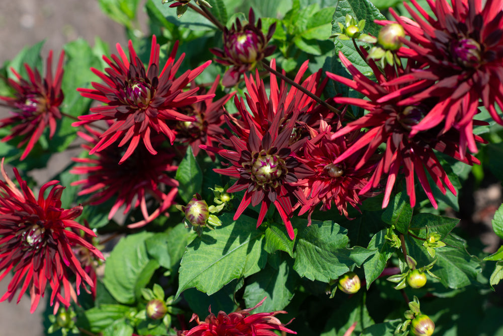 Dahlia 'Nuit d’Ete' - 2026 – Lincspplants