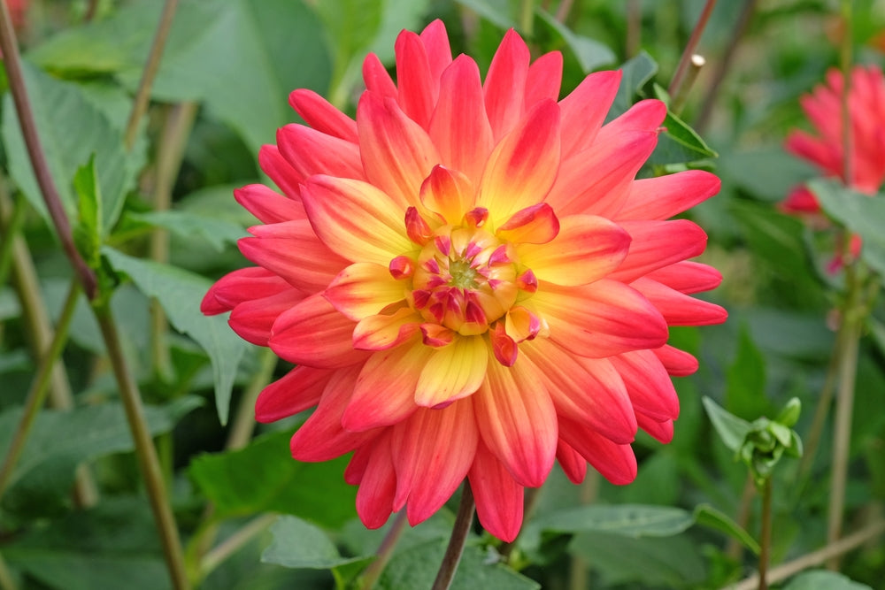 Dahlia 'Rainbow Silence' Bulb - 2026 – Lincspplants