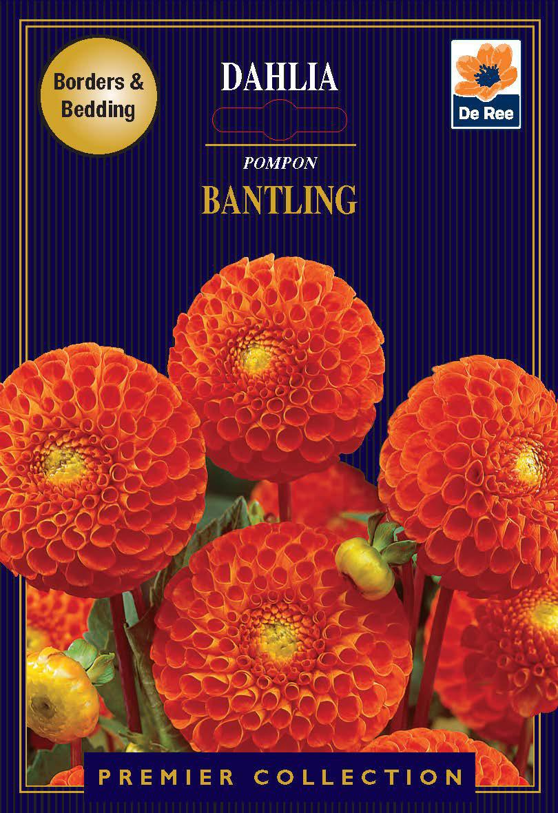 Dahlia | Pompon | Bantling (1 Tuber) – Lincspplants