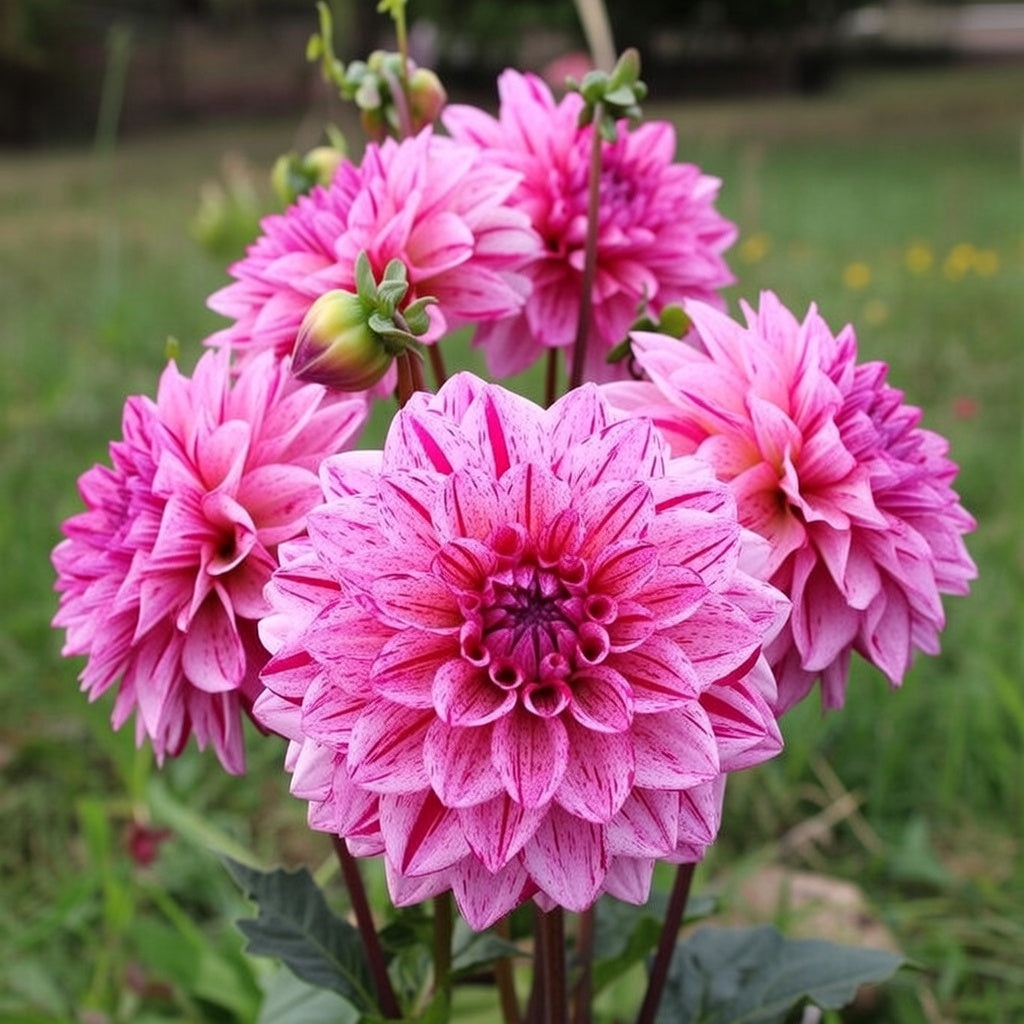 Dahlia 'Santander' - 2026 – Lincspplants
