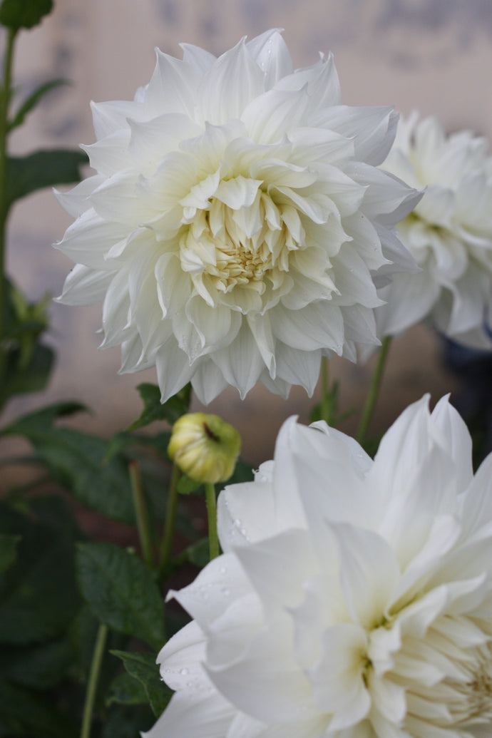 Dahlia 'Snowbound' Bulb - 2026 – Lincspplants