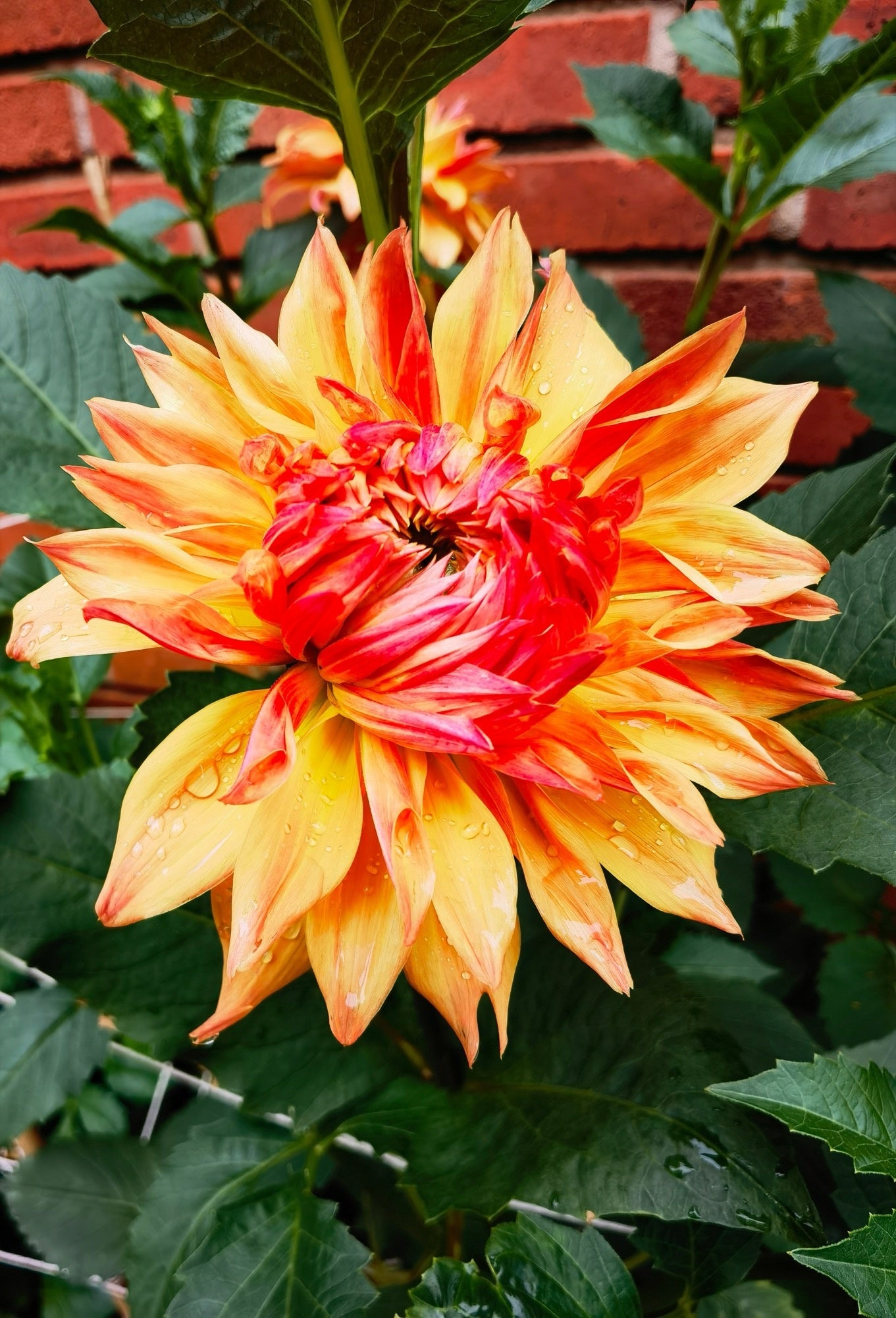 Dahlia 'Wanda's Aurora' Bulb - 2026 – Lincspplants